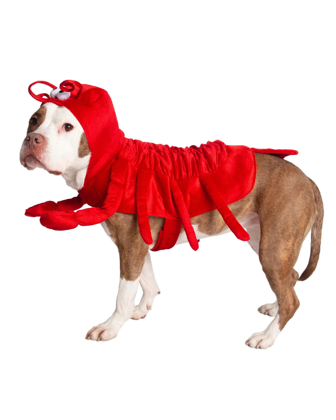 what is a lobster dog